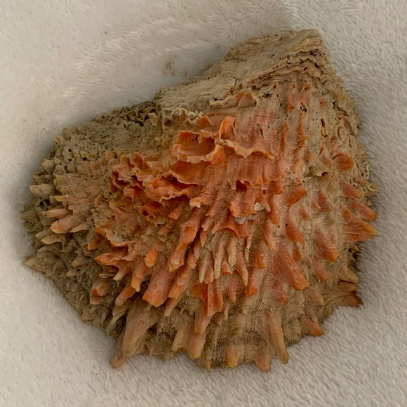 Source Unknown | Accents | Peach Tone Spiny Oyster Shell Fossil | Poshmark